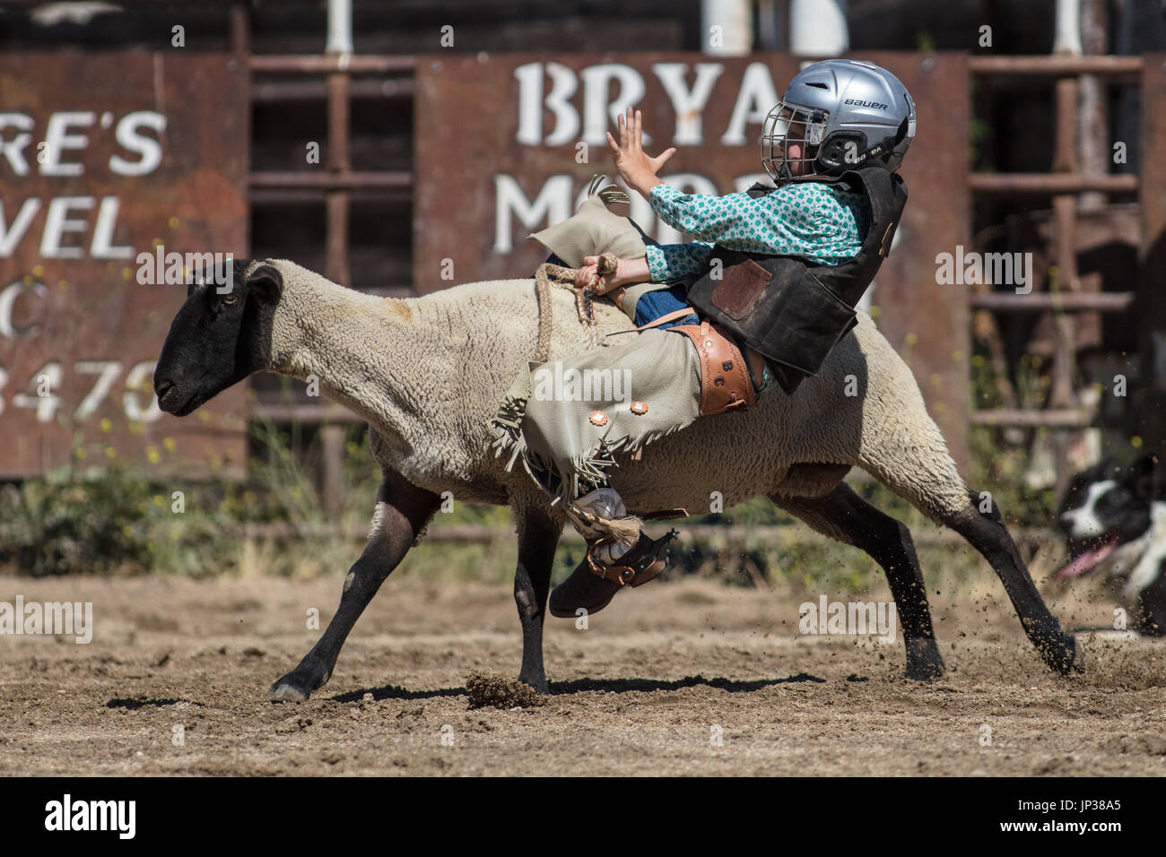 Young children riding sheep in a Mutton Busting even at the Scott ...