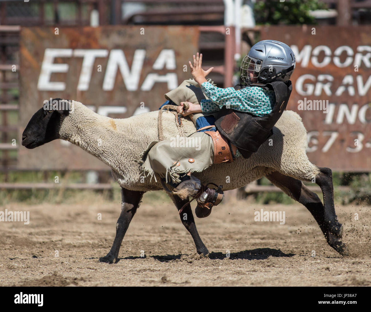Young children riding sheep in a Mutton Busting even at the Scott ...