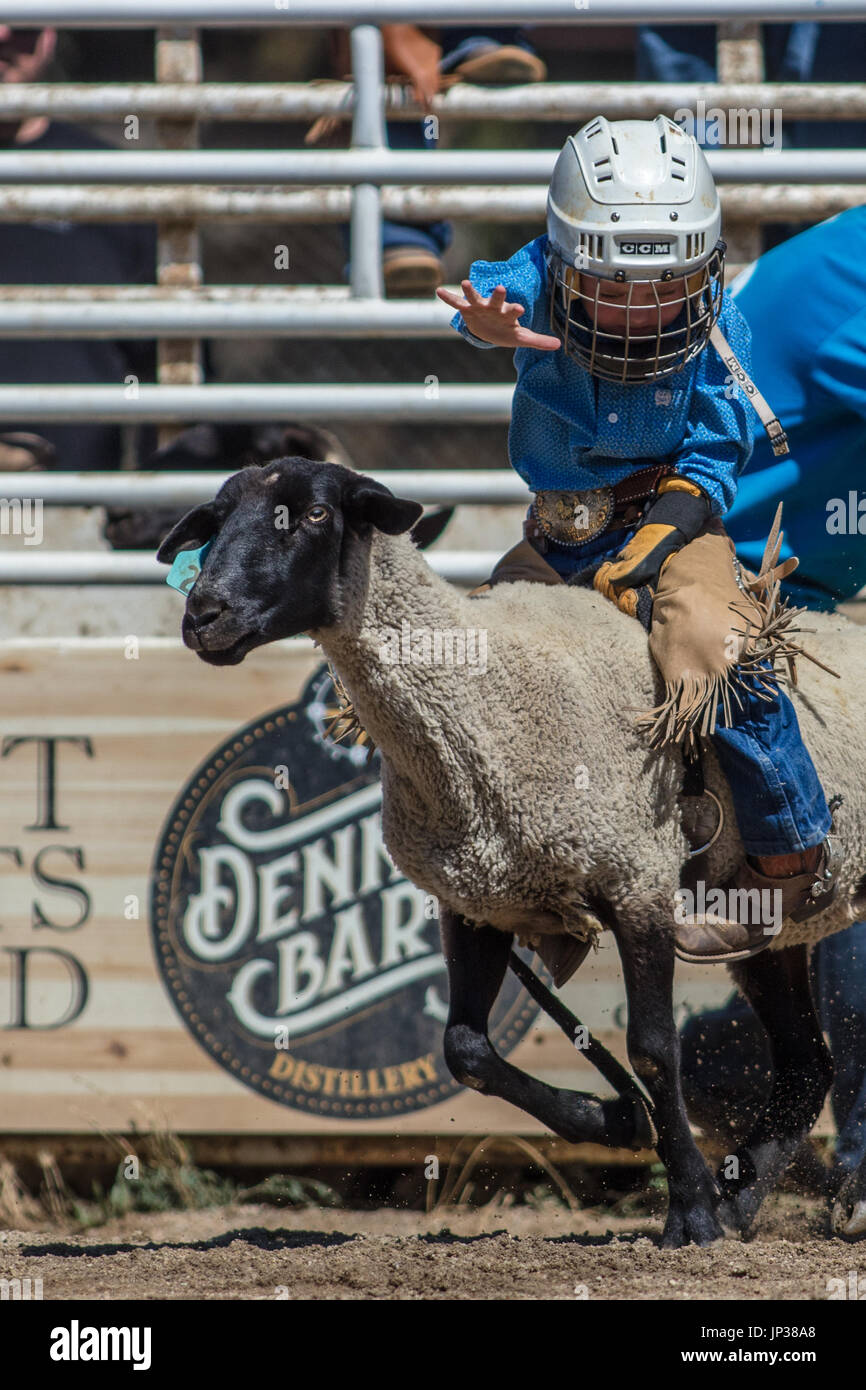 Young children riding sheep in a Mutton Busting even at the Scott ...