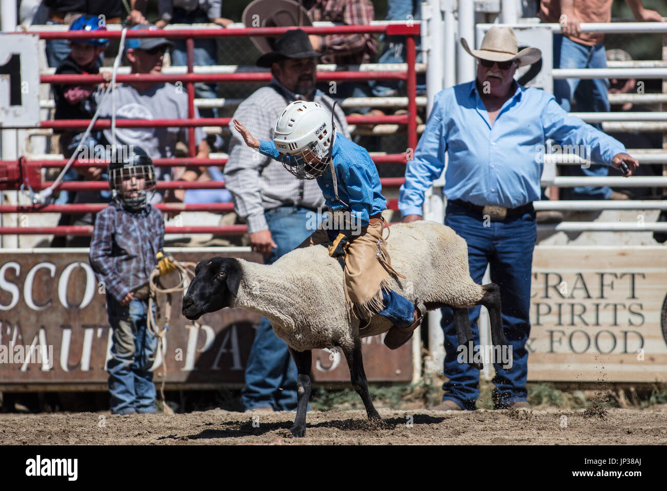 Young children riding sheep in a Mutton Busting even at the Scott ...
