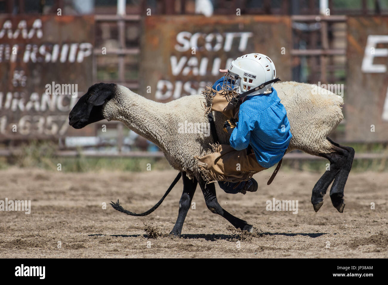 Young children riding sheep in a Mutton Busting even at the Scott ...
