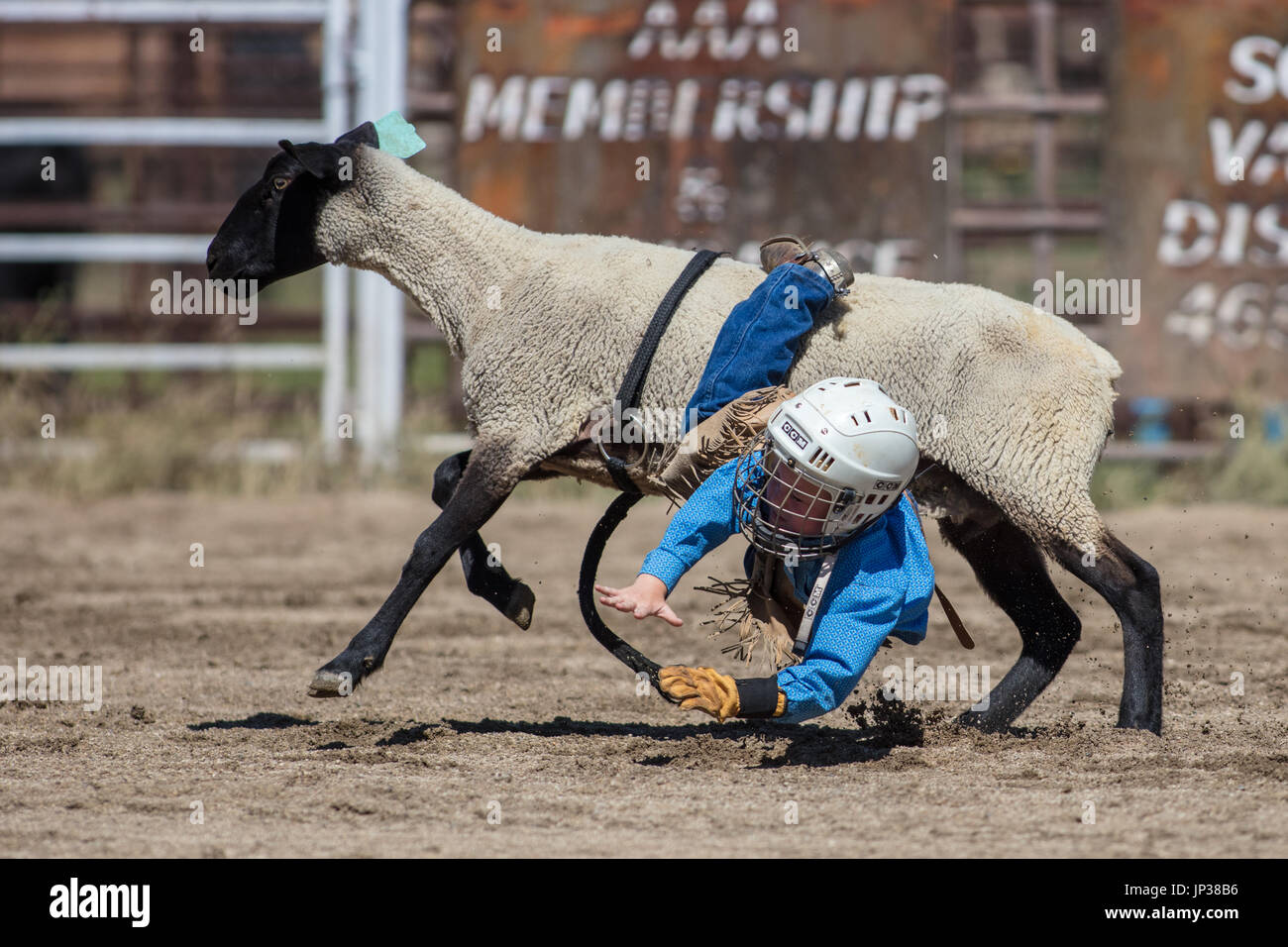 California rodeo sheep hi-res stock photography and images - Alamy