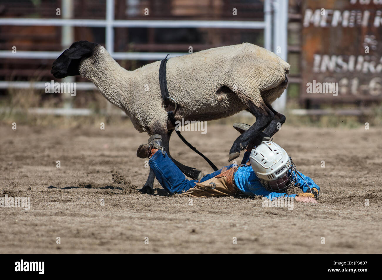 Young children riding sheep in a Mutton Busting even at the Scott ...