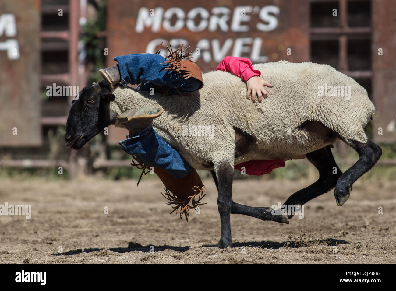 Young children riding sheep in a Mutton Busting even at the Scott ...