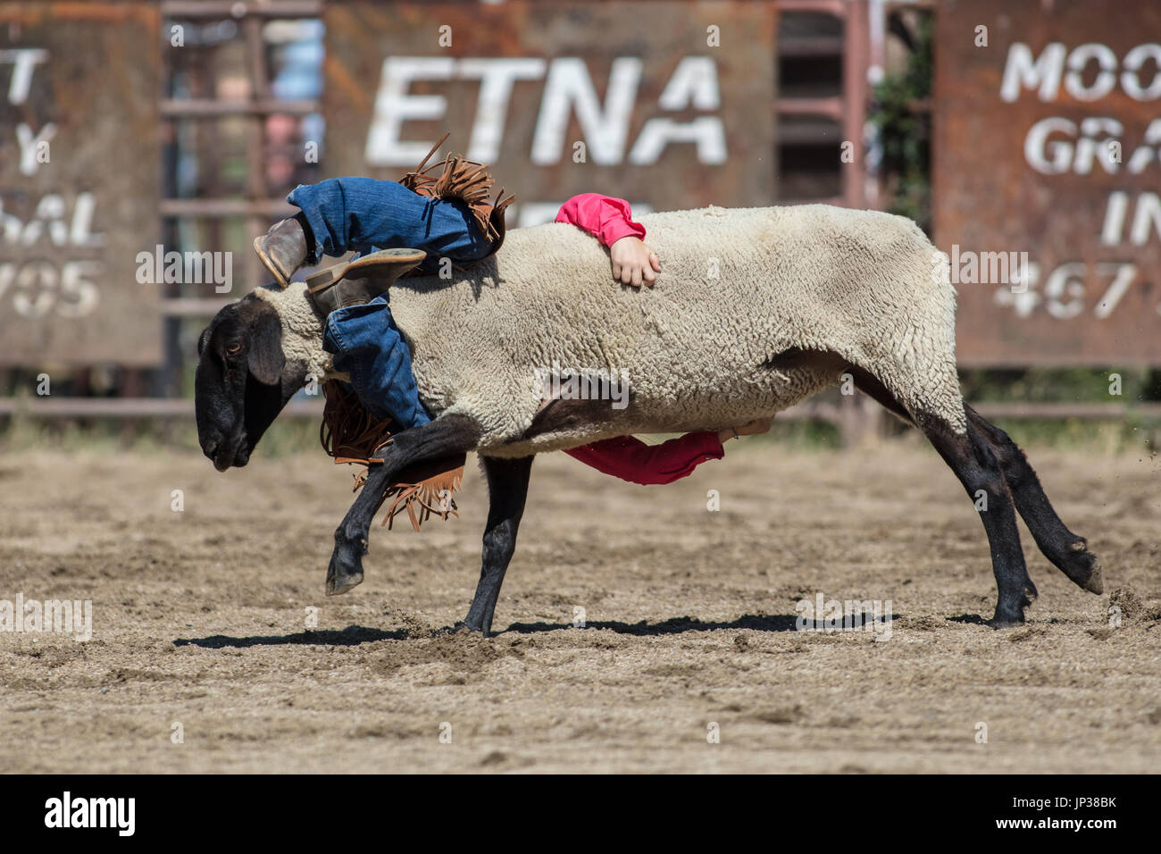 Young children riding sheep in a Mutton Busting even at the Scott ...