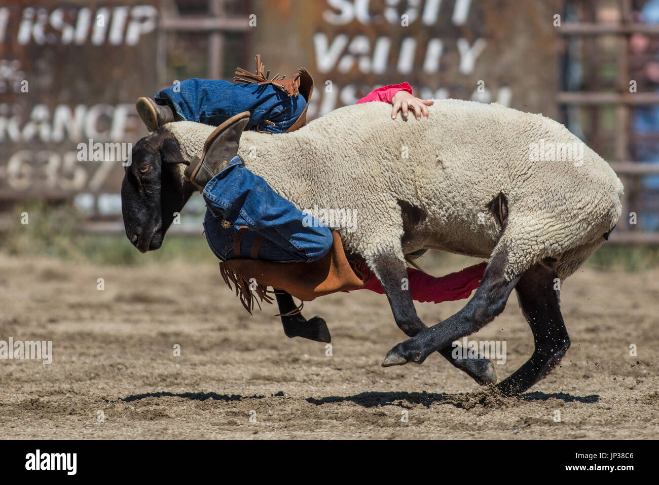 Young children riding sheep in a Mutton Busting even at the Scott ...