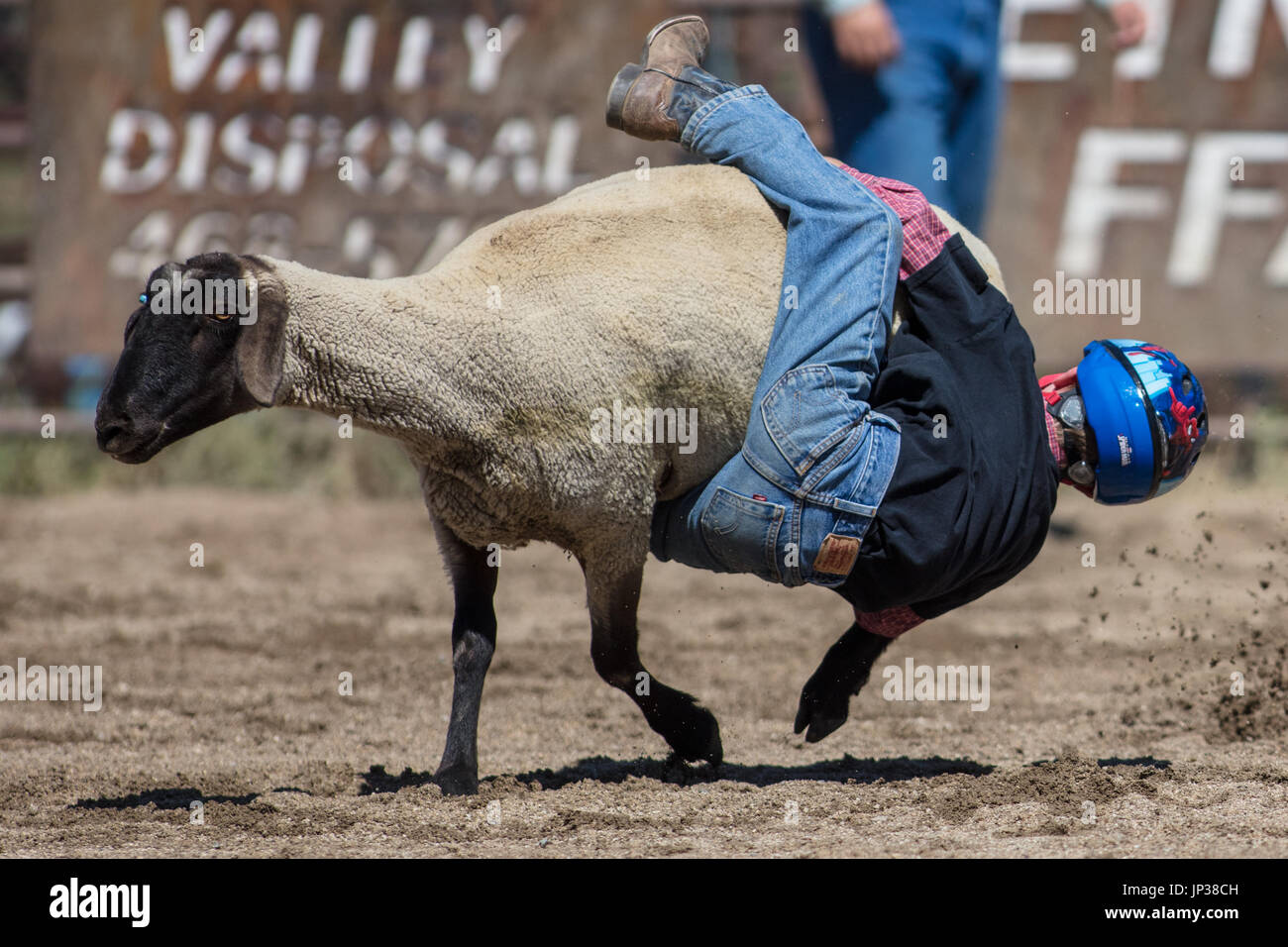 Young children riding sheep in a Mutton Busting even at the Scott ...
