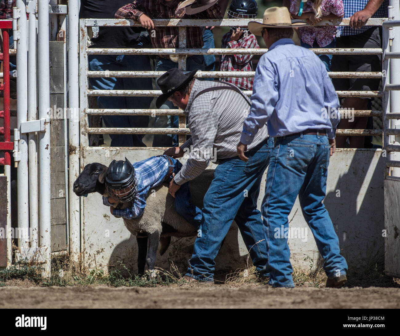 Young children riding sheep in a Mutton Busting even at the Scott ...