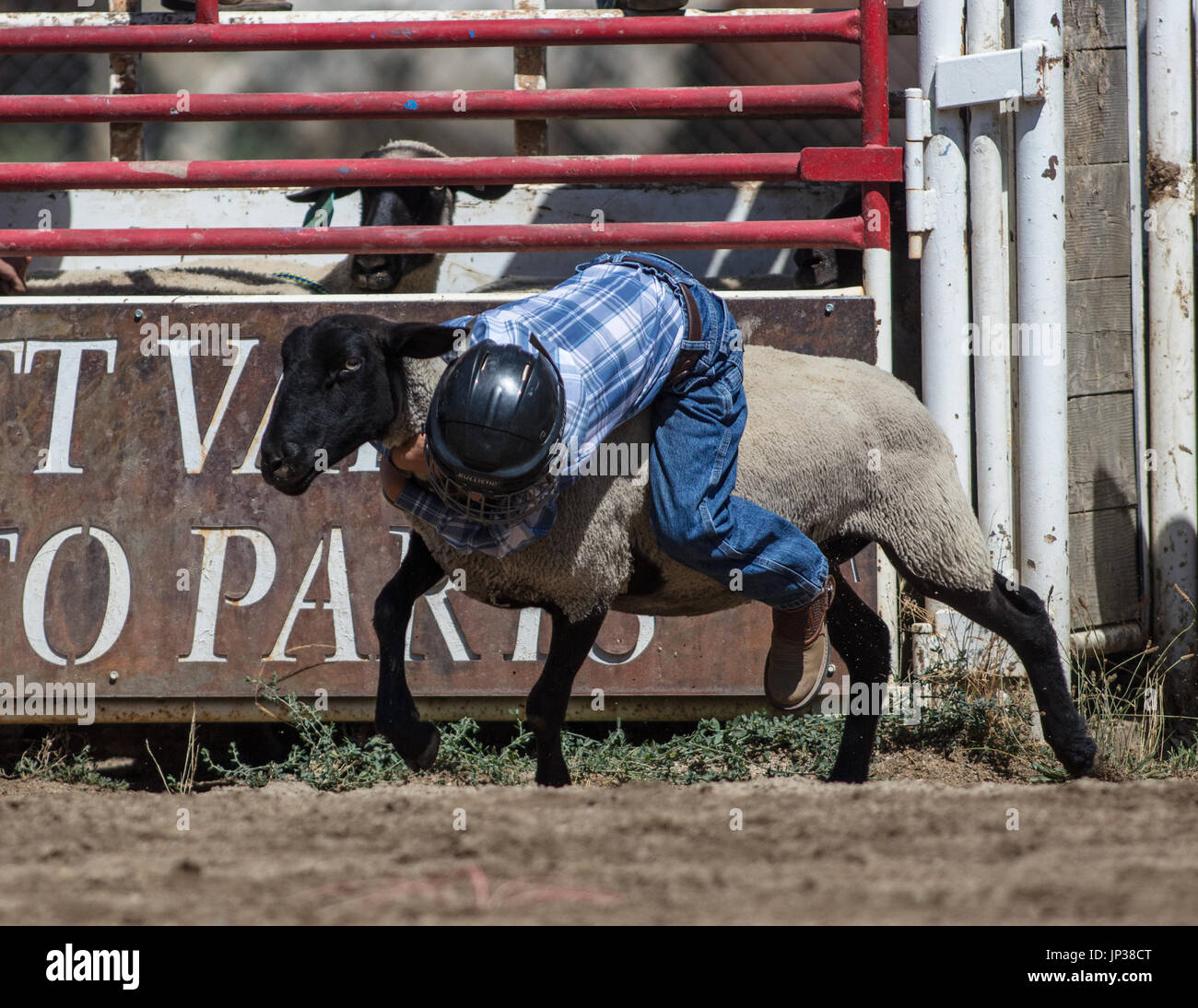 Young children riding sheep in a Mutton Busting even at the Scott ...
