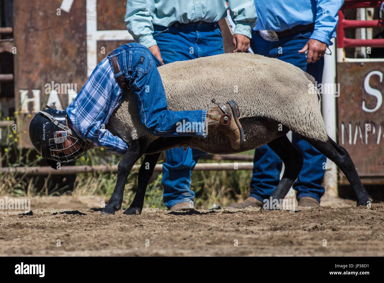 Young children riding sheep in a Mutton Busting even at the Scott ...