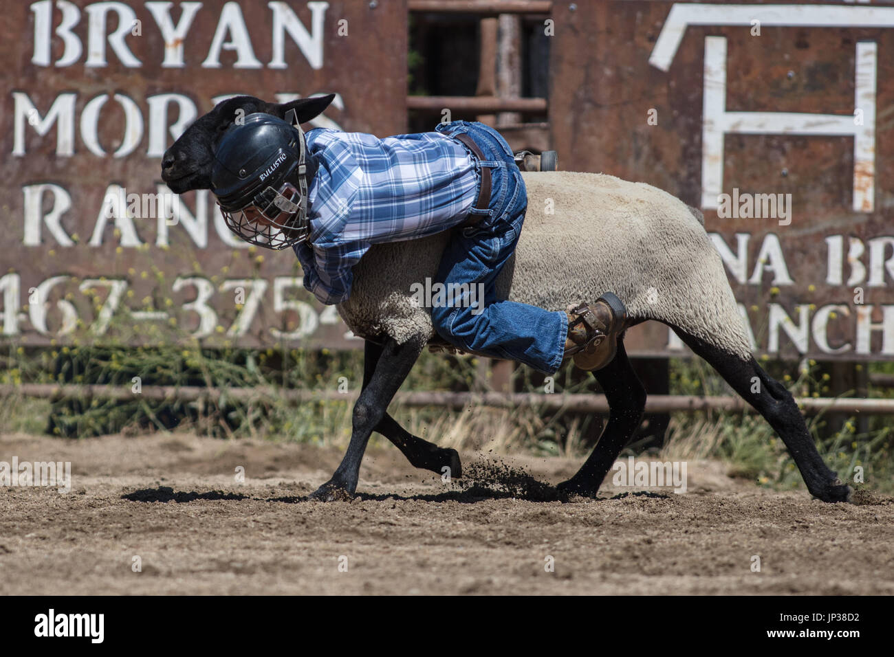 Young children riding sheep in a Mutton Busting even at the Scott ...