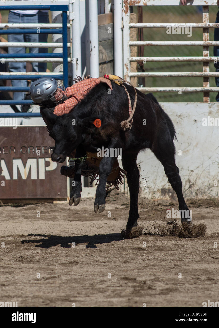 Rodeo action at the Scott Valley Pleasure Park in Etna, California ...