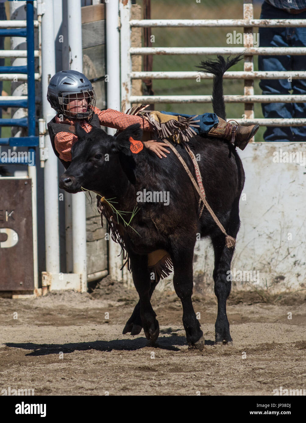 Rodeo action at the Scott Valley Pleasure Park in Etna, California ...
