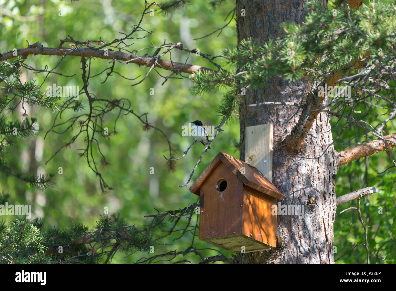 Outdoor animals hi-res stock photography and images - Alamy