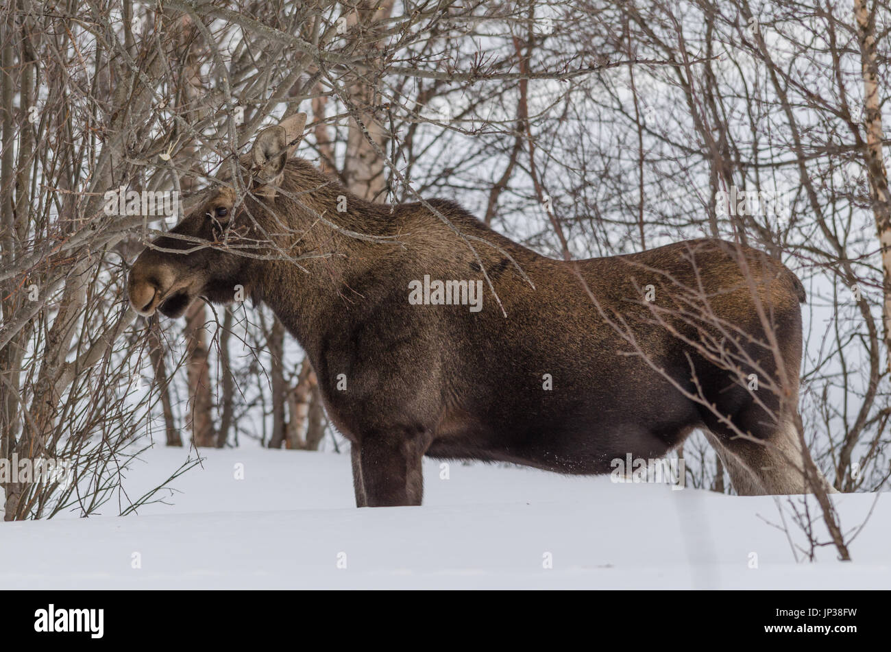Hiding hide hi-res stock photography and images - Alamy