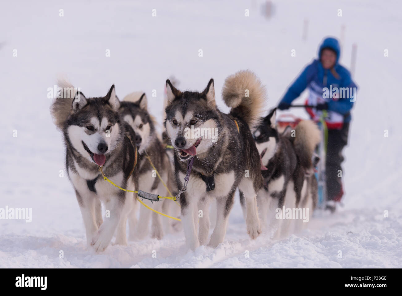 Mushing Dogs Stock Photos & Mushing Dogs Stock Images - Alamy