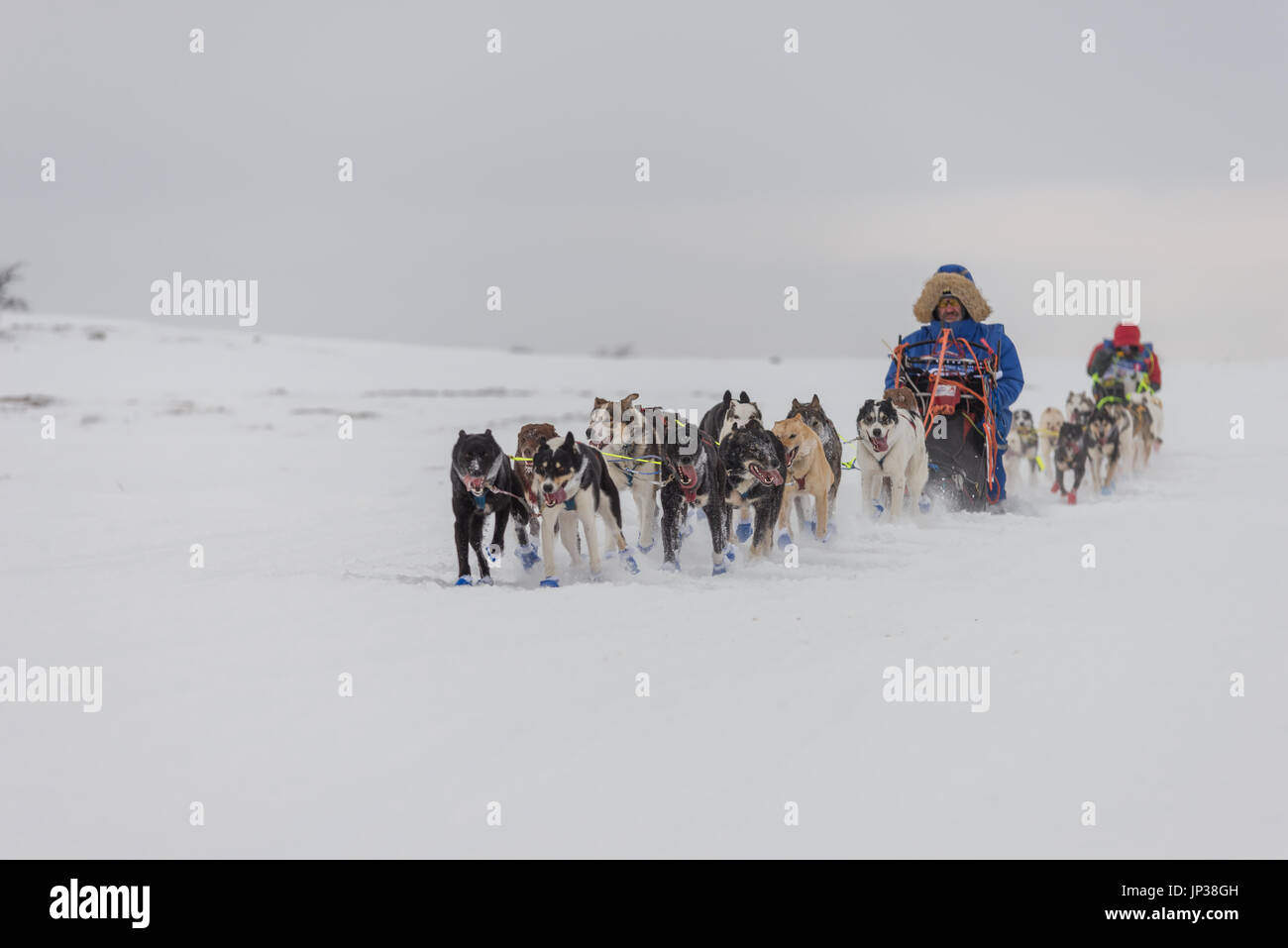 Alta norway sled dog hi-res stock photography and images - Alamy