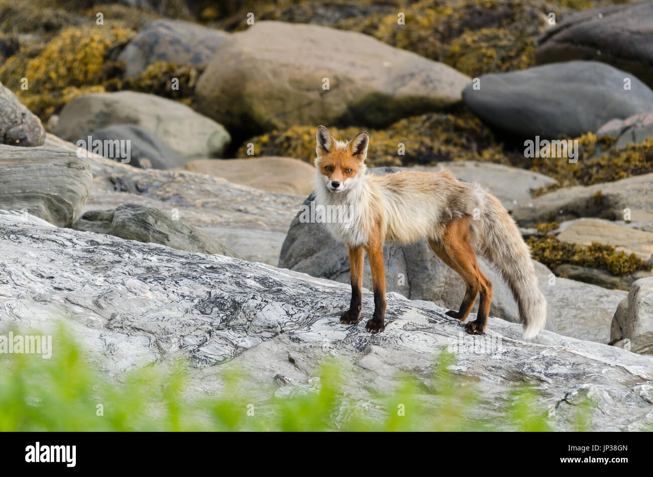 red fox spring changing fur Stock Photo - Alamy