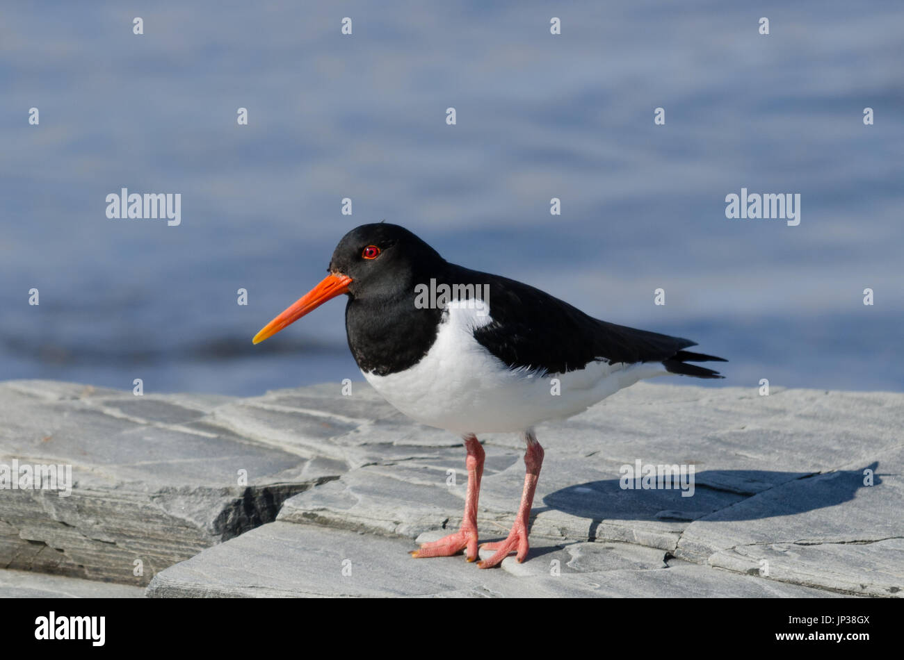 Outdoor animals hi-res stock photography and images - Alamy