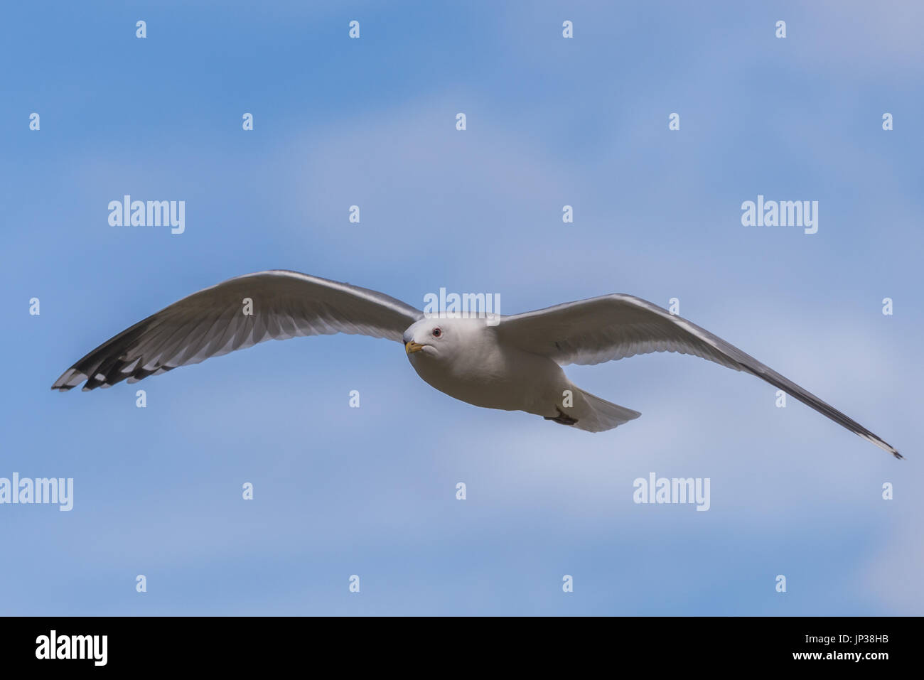 outdoor animals Stock Photo - Alamy