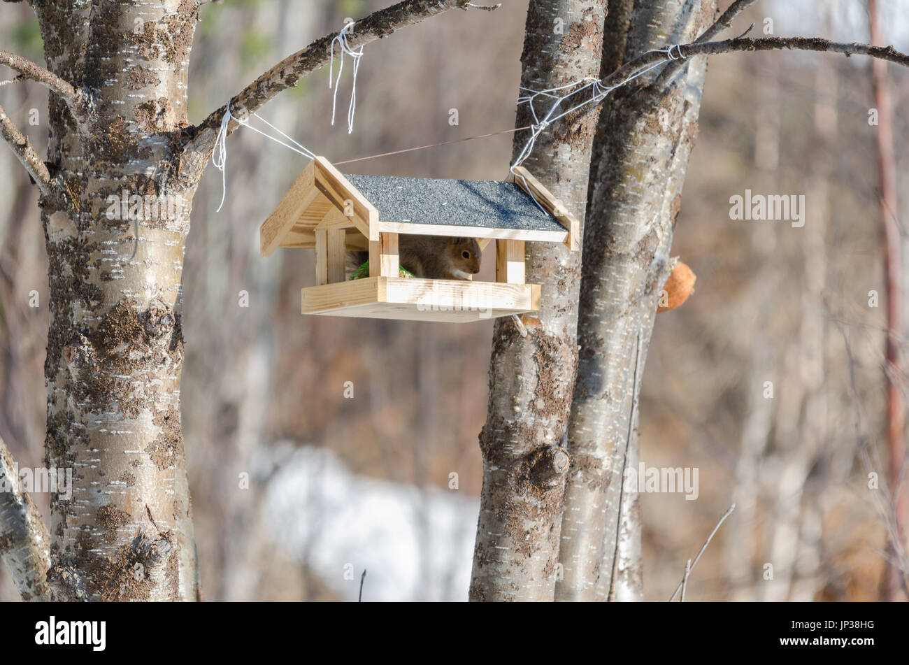 outdoor animals Stock Photo - Alamy