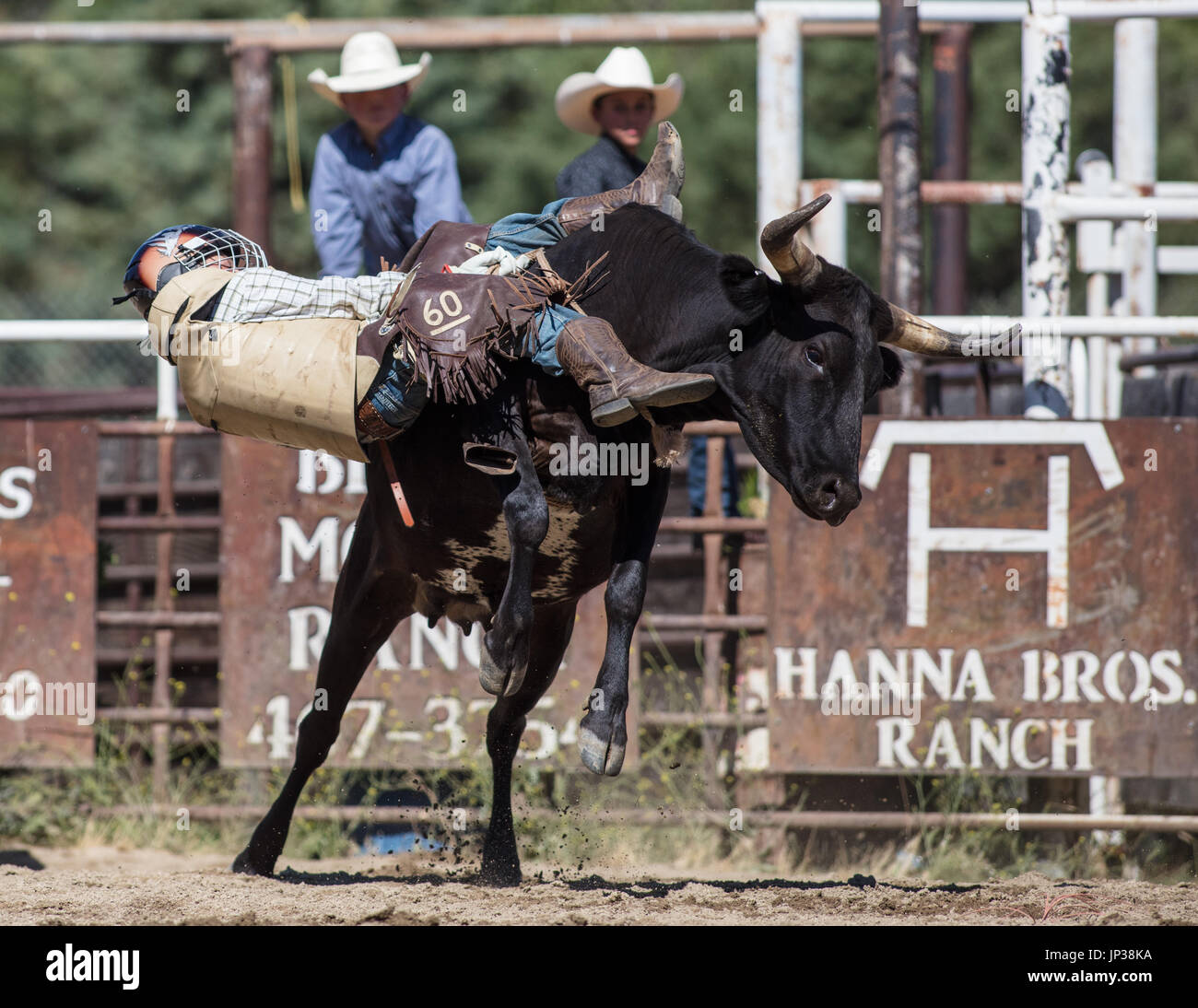 Rodeo action at the Scott Valley Pleasure Park in Etna, California ...