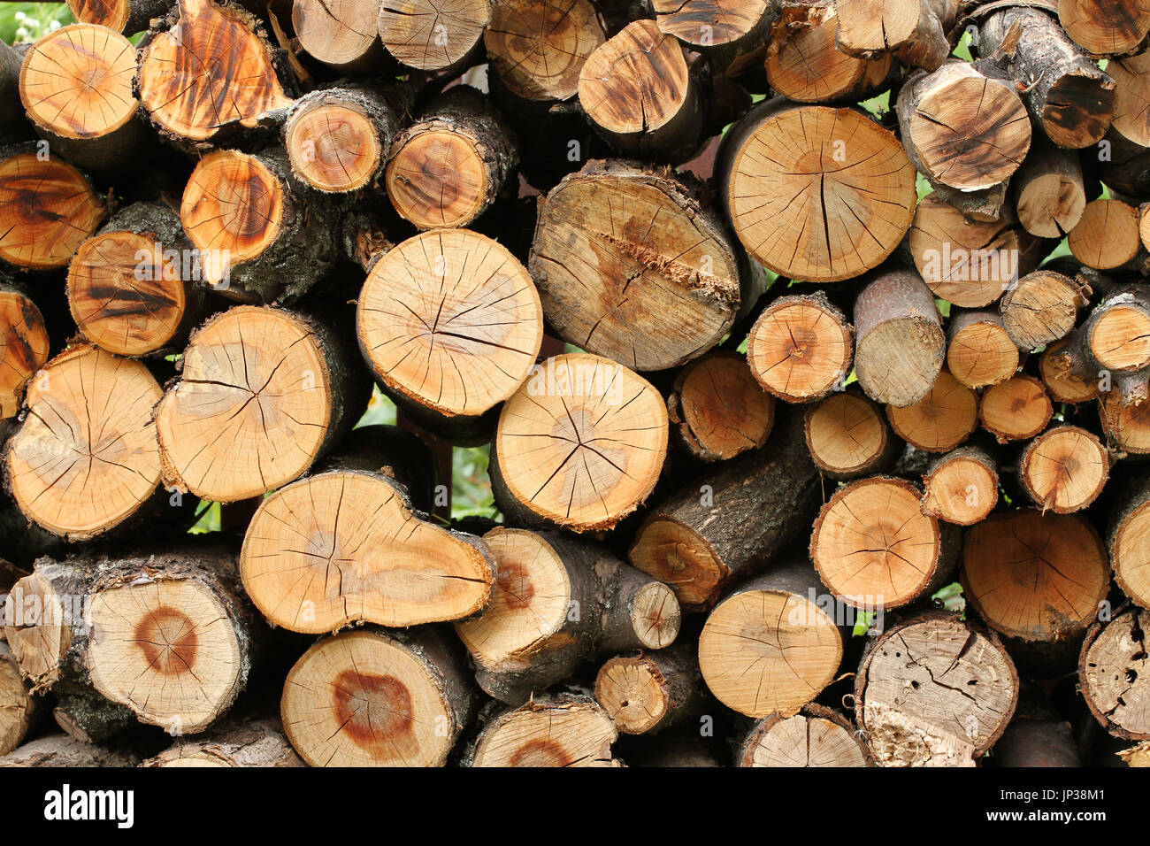 Firewood cross section hi-res stock photography and images - Alamy