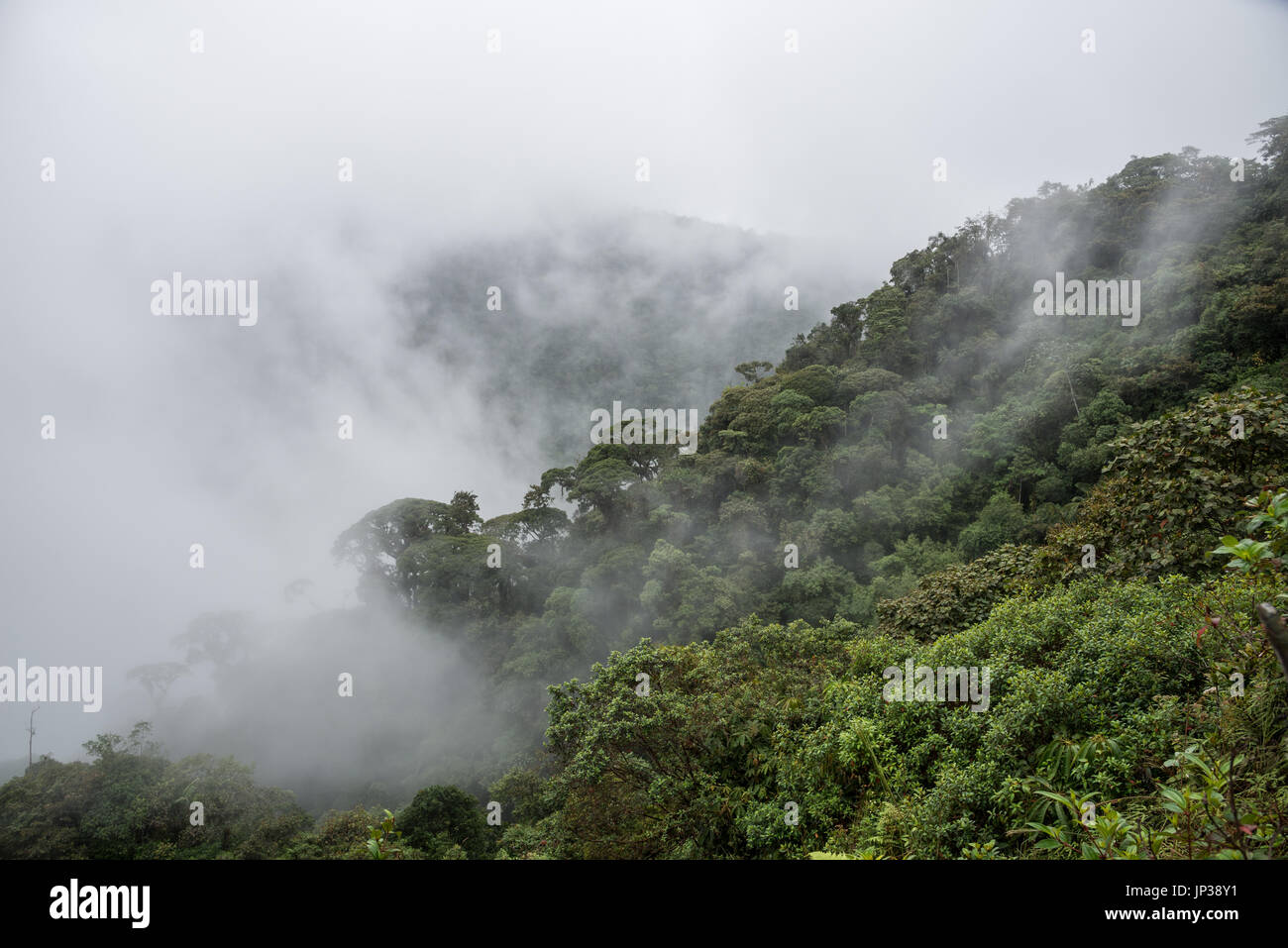 Andean Cloud Forest