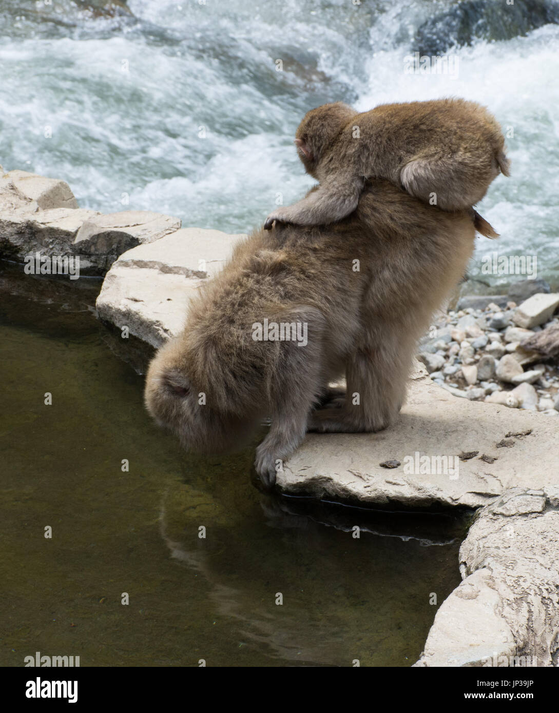 Baby snow monkey perched on mom while she drinks from the hot spring ...