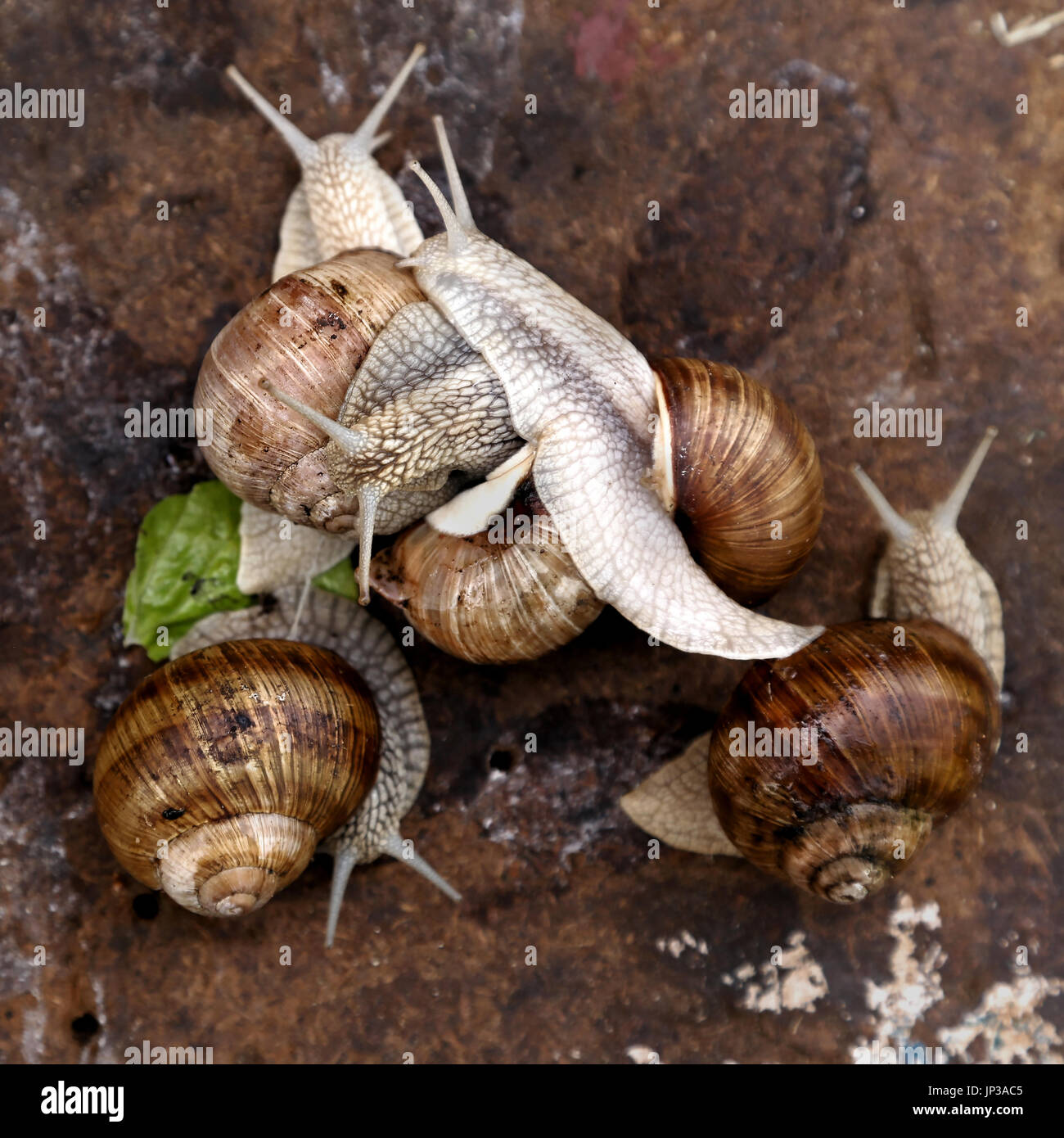 Snails in the garden on the wooden background. The snail stuck out its ...