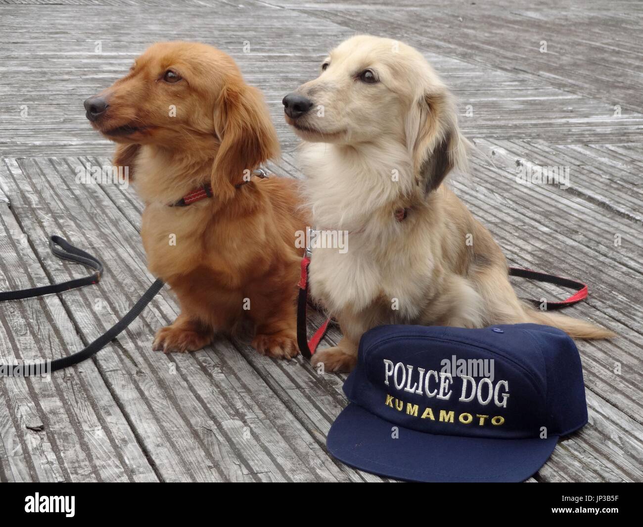 KUMAMOTO, Japan - Miniature dachshunds Mikity (R) and Becky, certified ...
