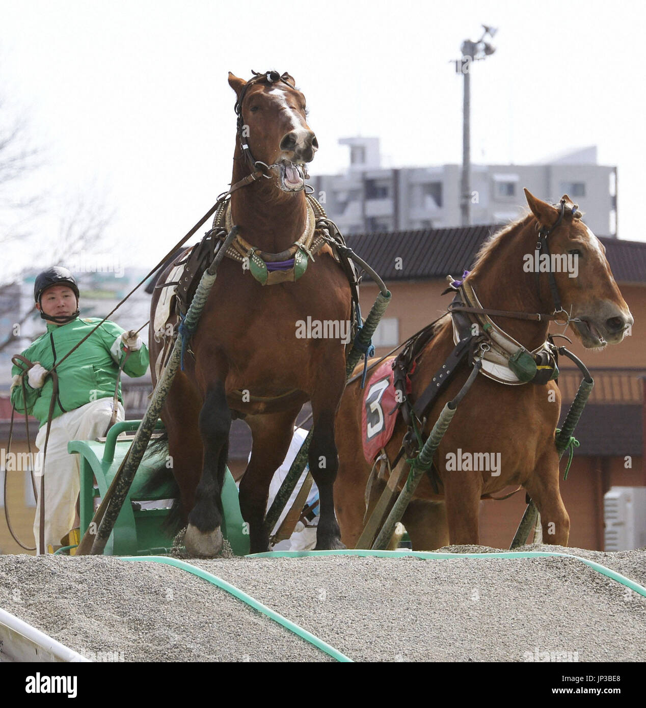 OBIHIRO, Japan - Young horses struggle to climb a slope pulling ...