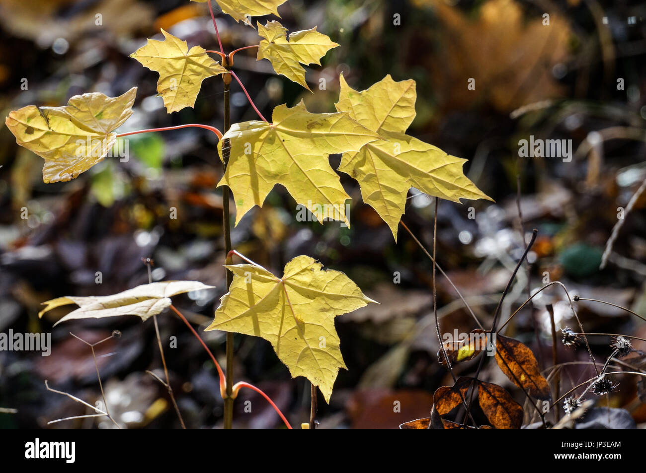 Sprout off a little new maple tree that pops up by the brown forest ...