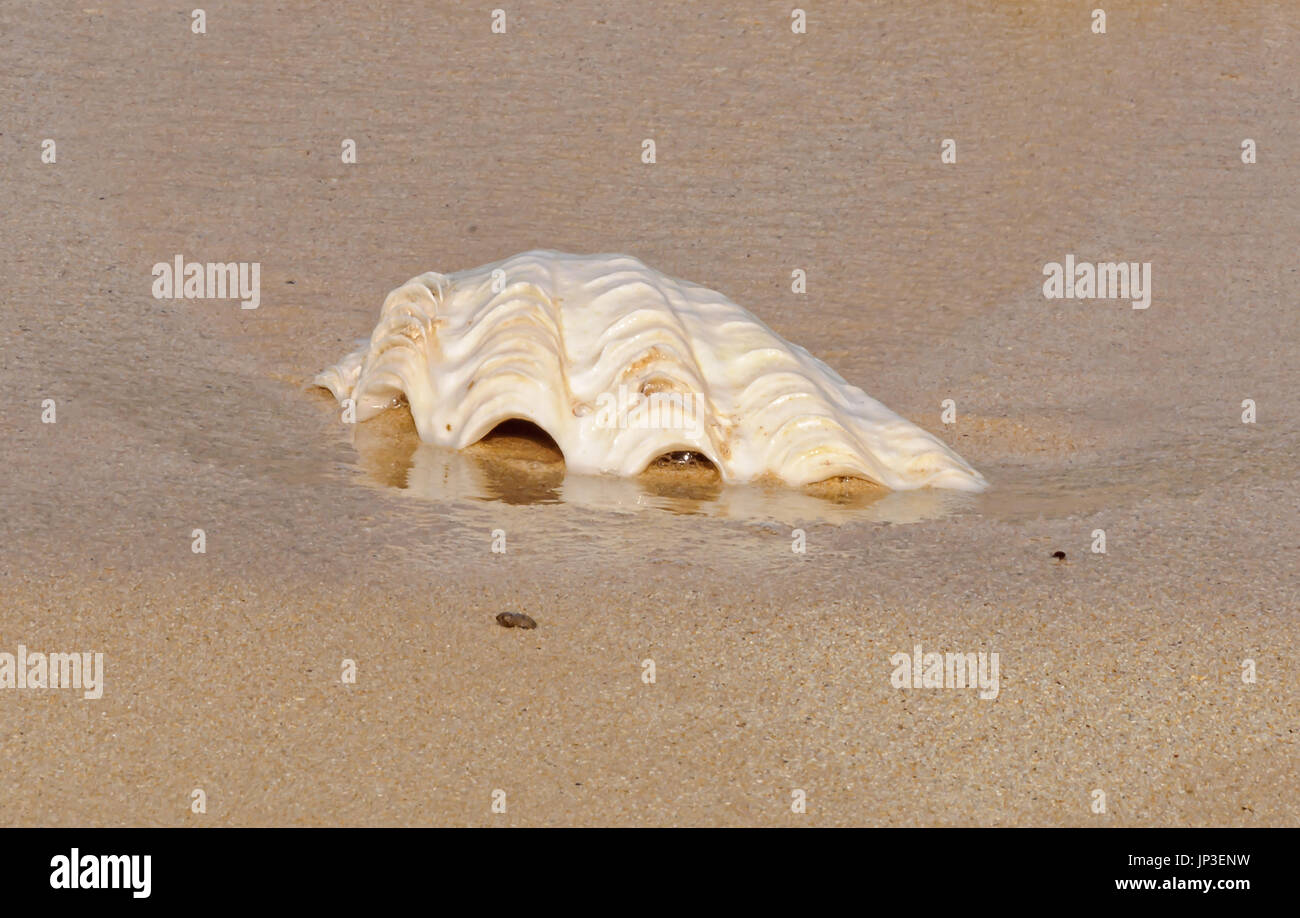 An empty open sea shell in the sand - Espiritu Santo, Vanuatu Stock ...