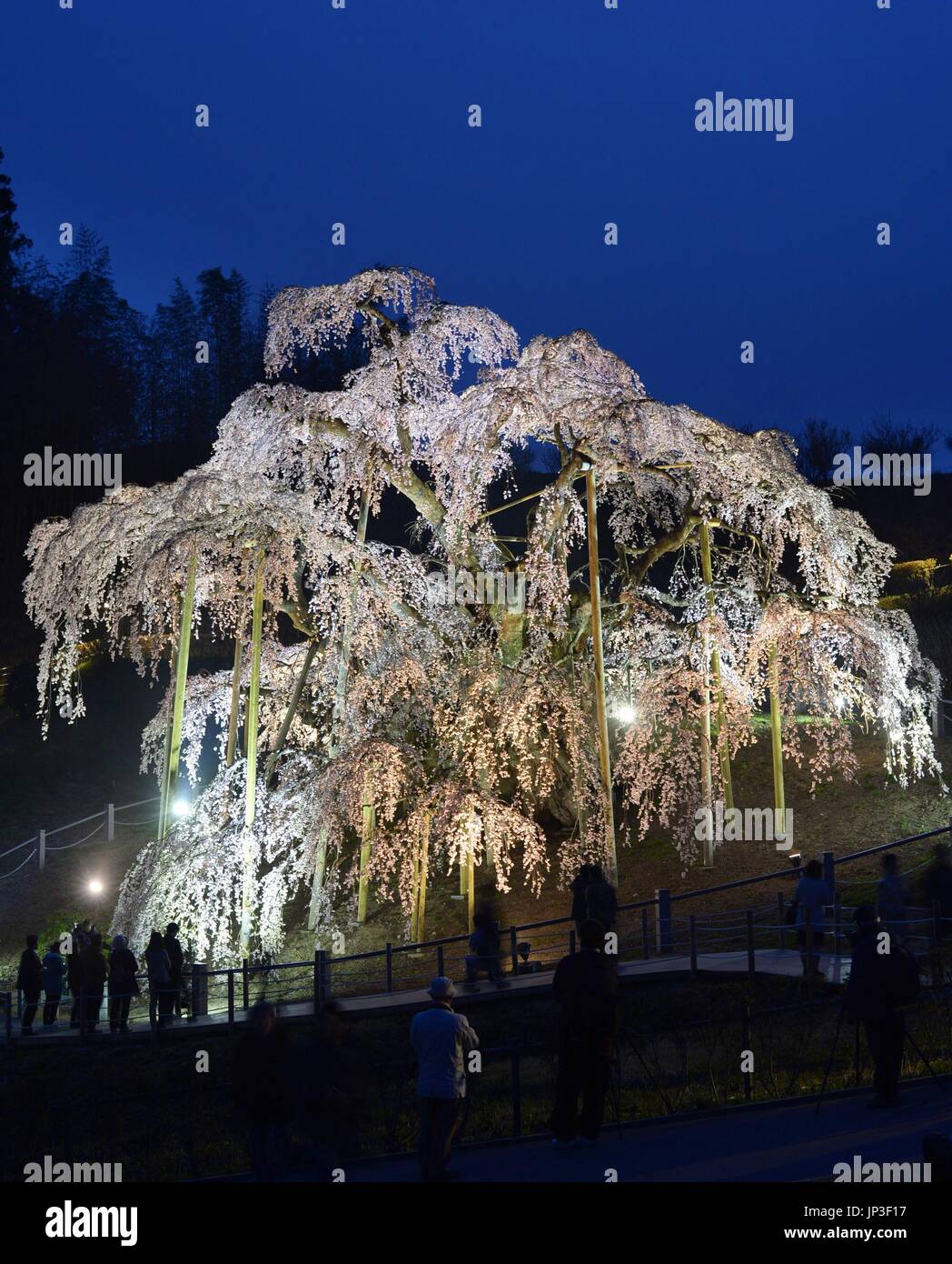 MIHARU, Japan - A more than 1,000-year-old cherry tree, known as "a ...