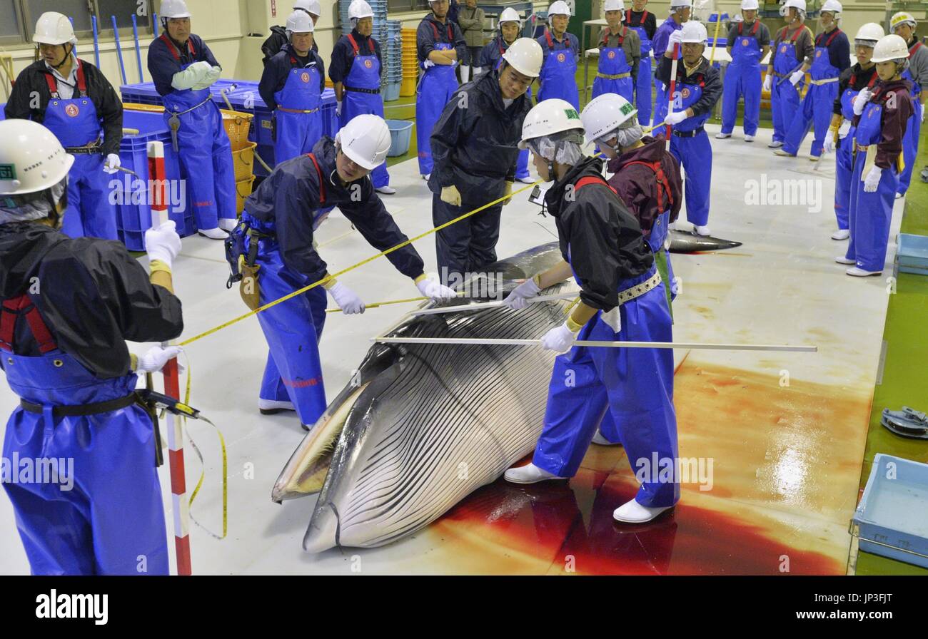 ISHINOMAKI, Japan - Researchers examine a minke whale at Ayukawa port ...