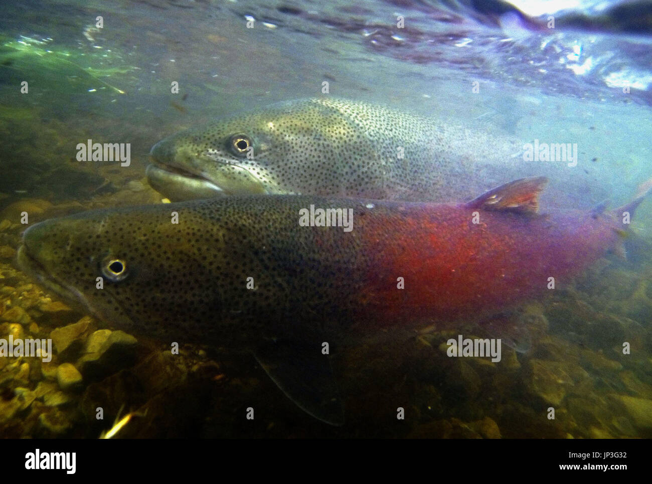 SAPPORO, Japan - A pair of Japanese huchen known locally as "ito ...