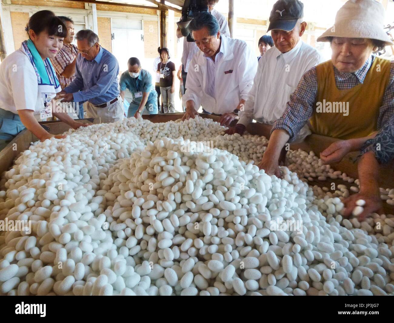 MAEBASHI, Japan - People examine cocoons brought to the Tomioka Silk ...