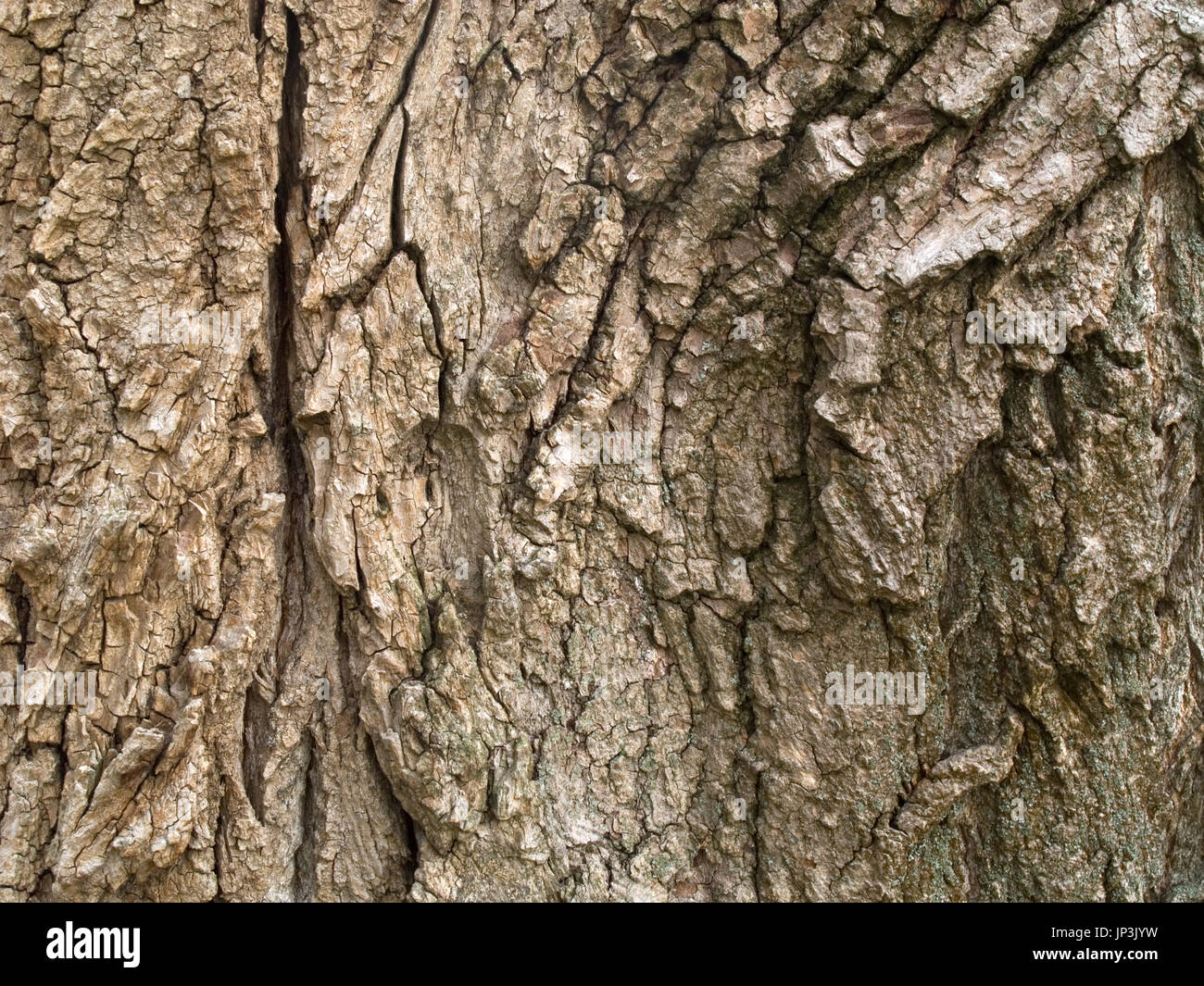 Sycamore tree bark texture Stock Photo - Alamy