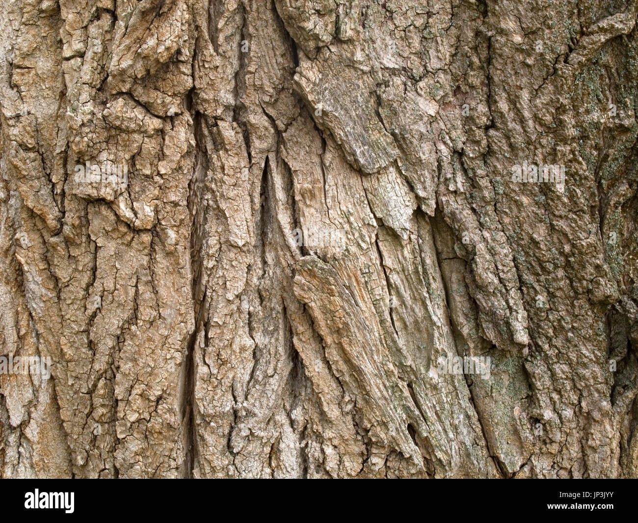 Sycamore tree bark texture Stock Photo - Alamy