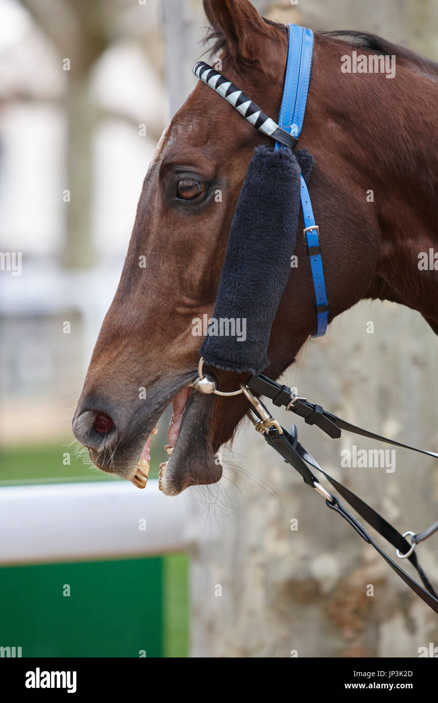 Race horse head ready to run. Paddock area. Vertical Stock Photo - Alamy