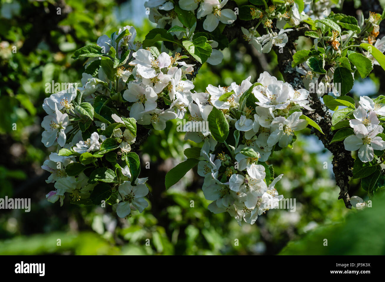 Now the apple trees stand in full bloom in the hi-res stock photography ...