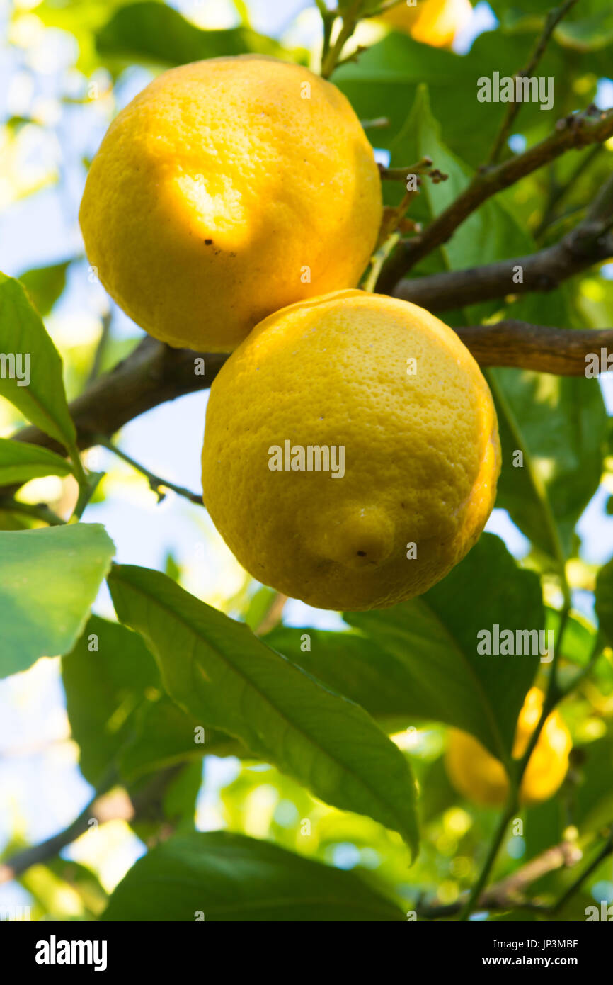 Lemon plantations hi-res stock photography and images - Alamy