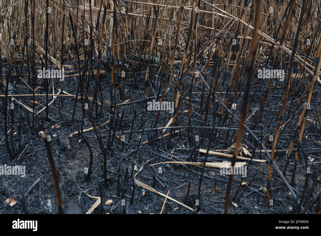after the burnt ashes of reeds texture Stock Photo - Alamy