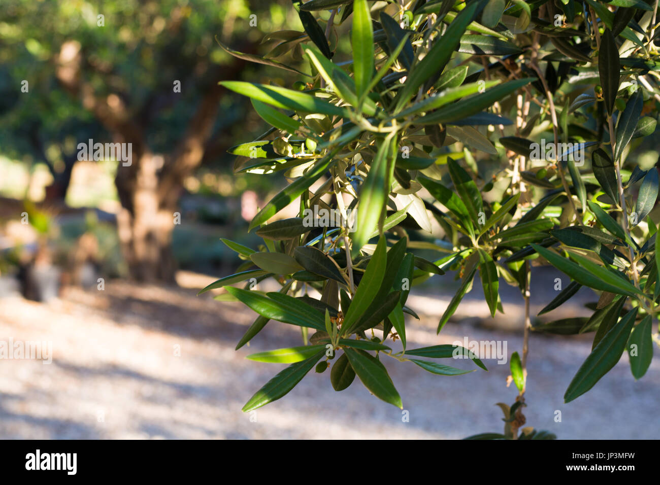 Olive trees in a row on plantation, Sicily, Italy Stock Photo - Alamy