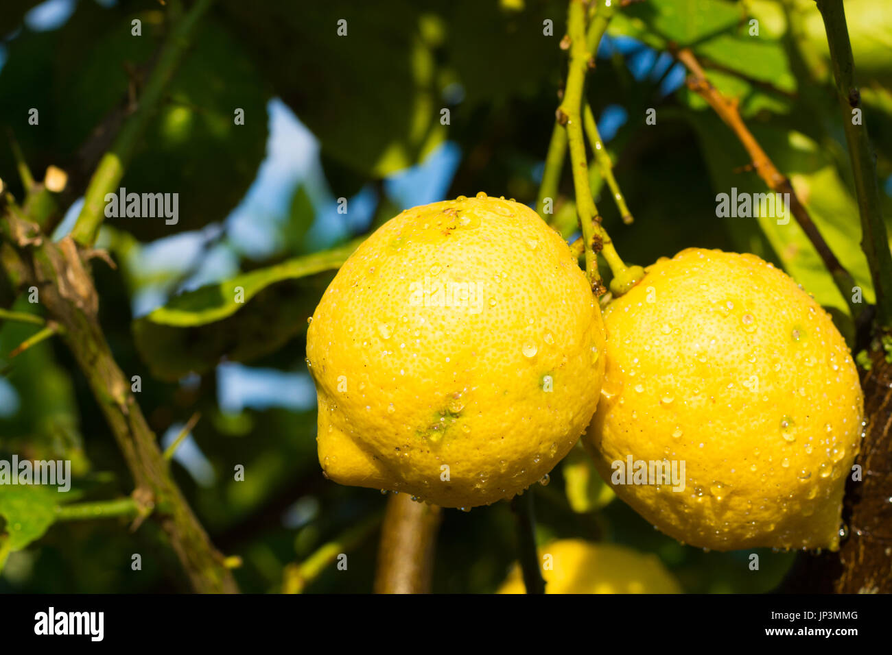 Ripe yellow Sicilian lemons on lemon trees, lemon plantations, ready to ...