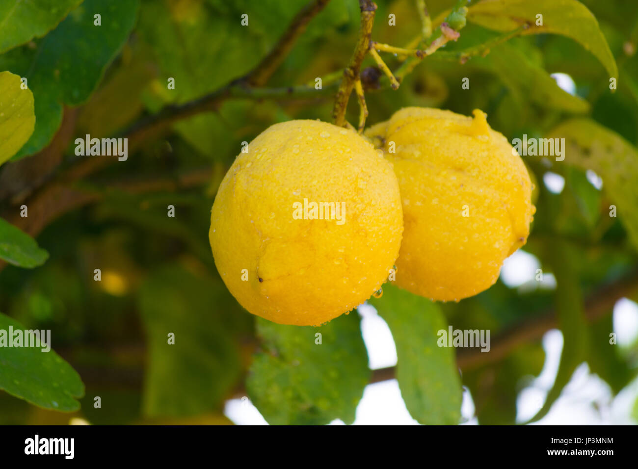 Ripe yellow Sicilian lemons on lemon trees, lemon plantations, ready to ...