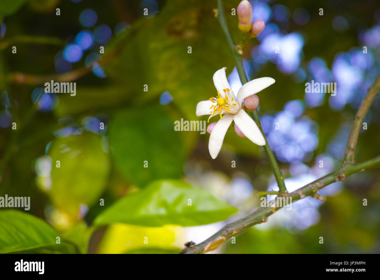 Lemon plantations hi-res stock photography and images - Alamy