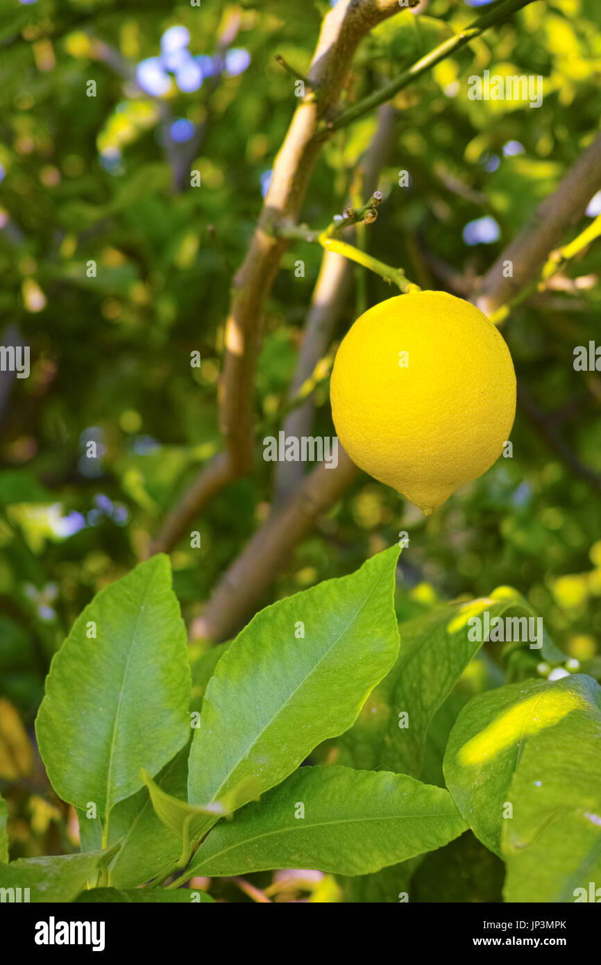 Ripe yellow Sicilian lemons on lemon trees, lemon plantations, ready to ...