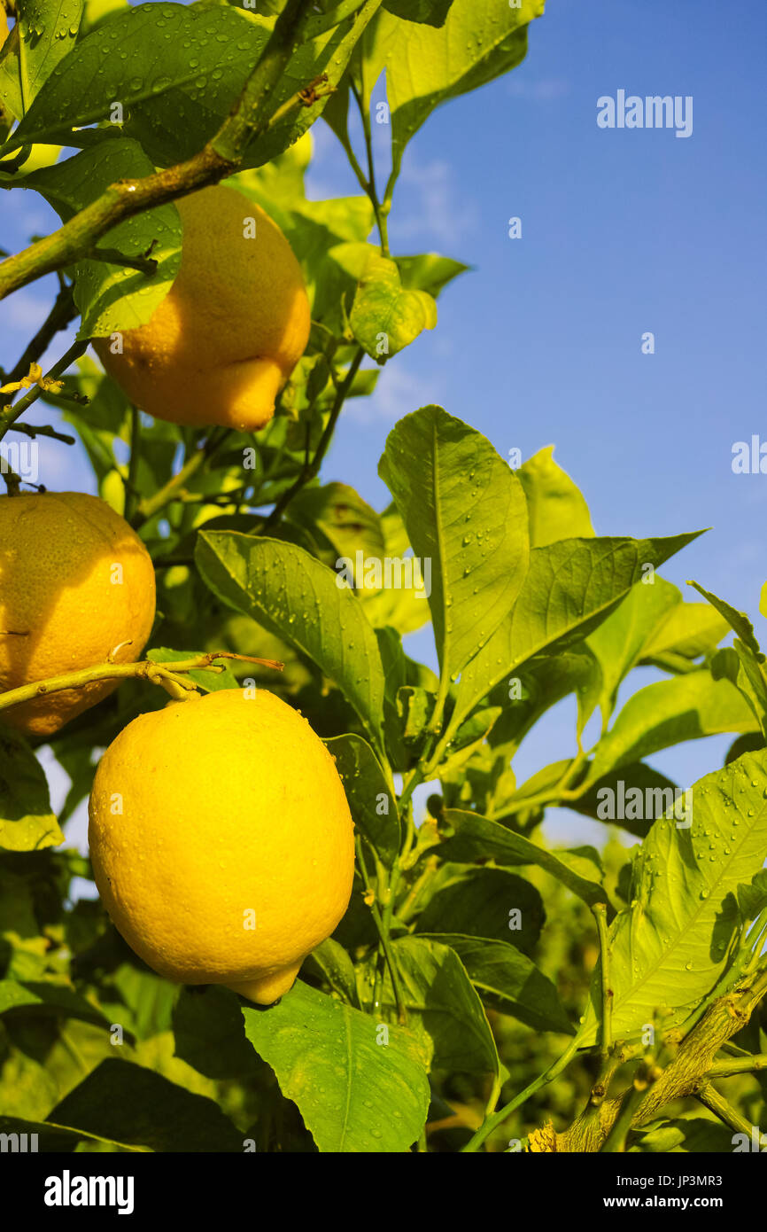 Ripe yellow Sicilian lemons on lemon trees, lemon plantations, ready to ...